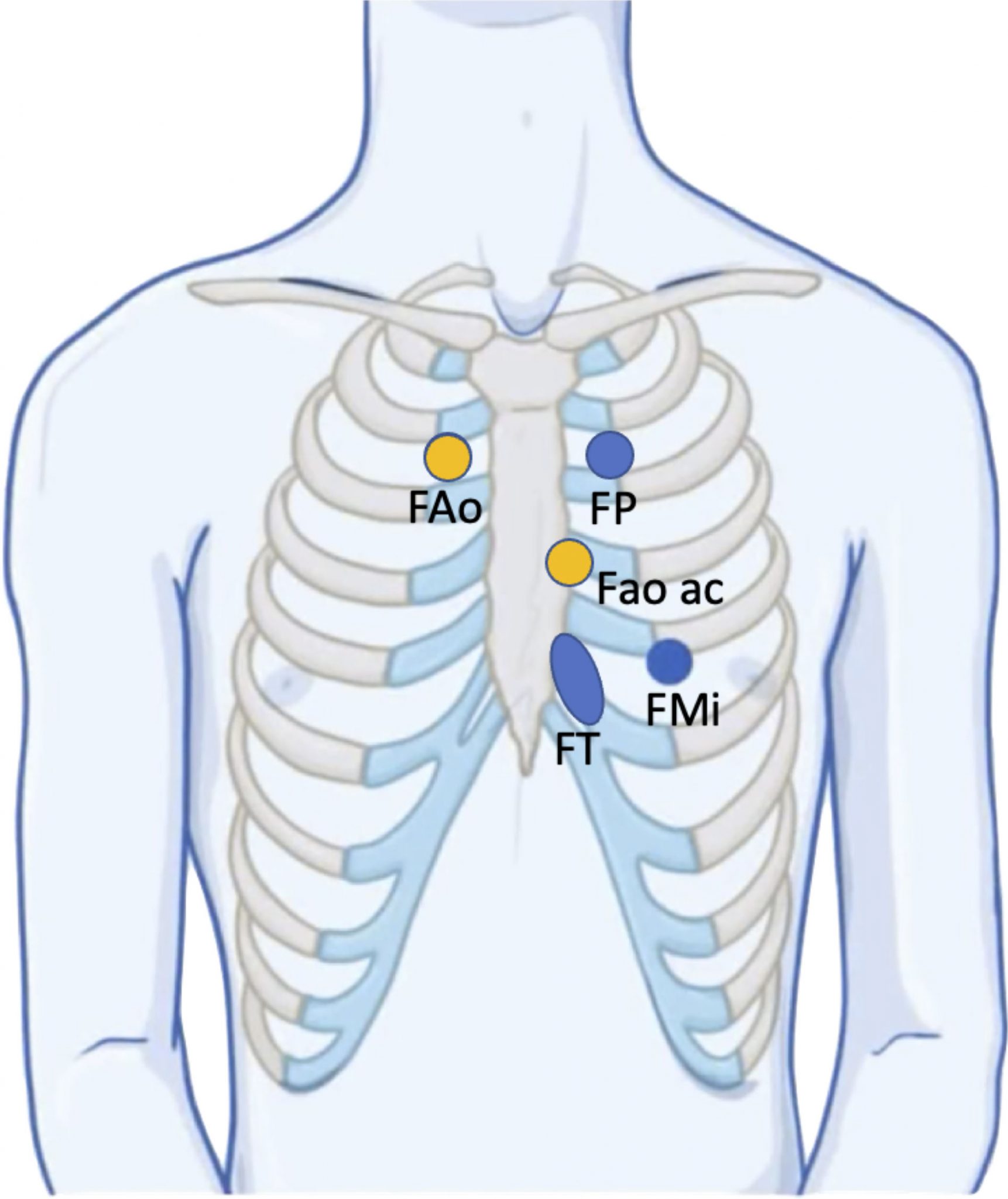 Valve Basics: Valvopatia do Básico ao Avançado - [thevalveclub]
